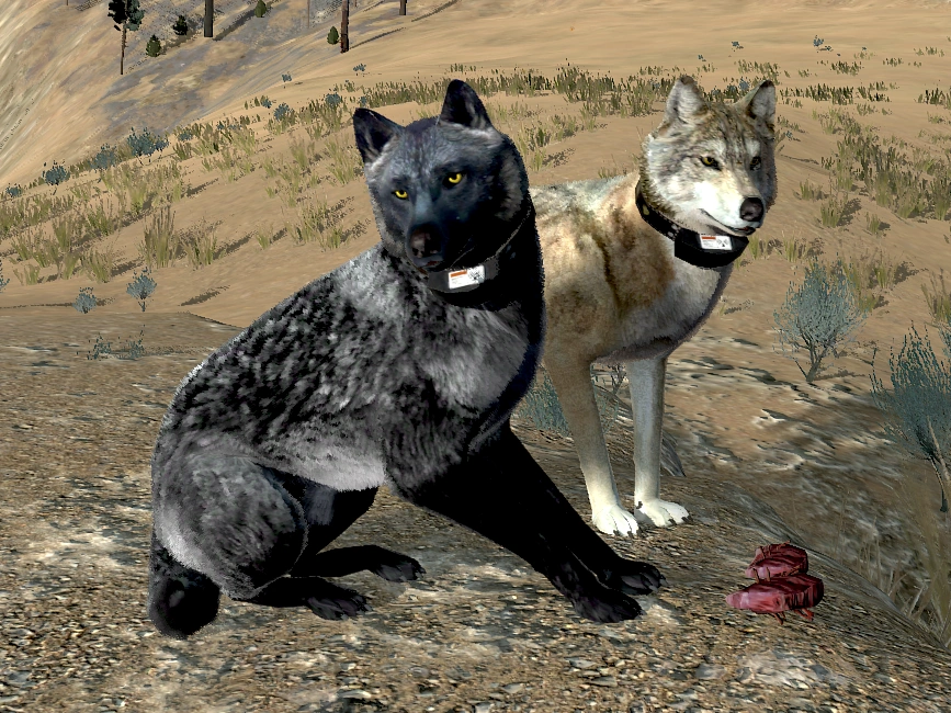 Wikia (Nightangelwolf) | WolfQuest Wolves Wiki | Fandom