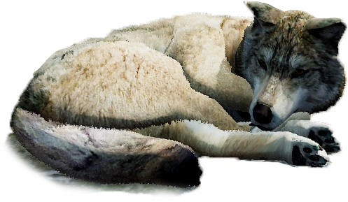 Wiki (Nightangelwolf) | WolfQuest Wolves Wiki | Fandom