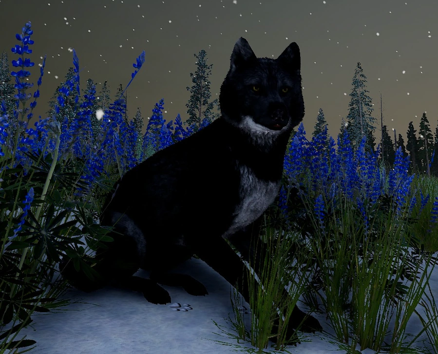 Merle (PeanutSoup) | WolfQuest Wolves Wiki | Fandom