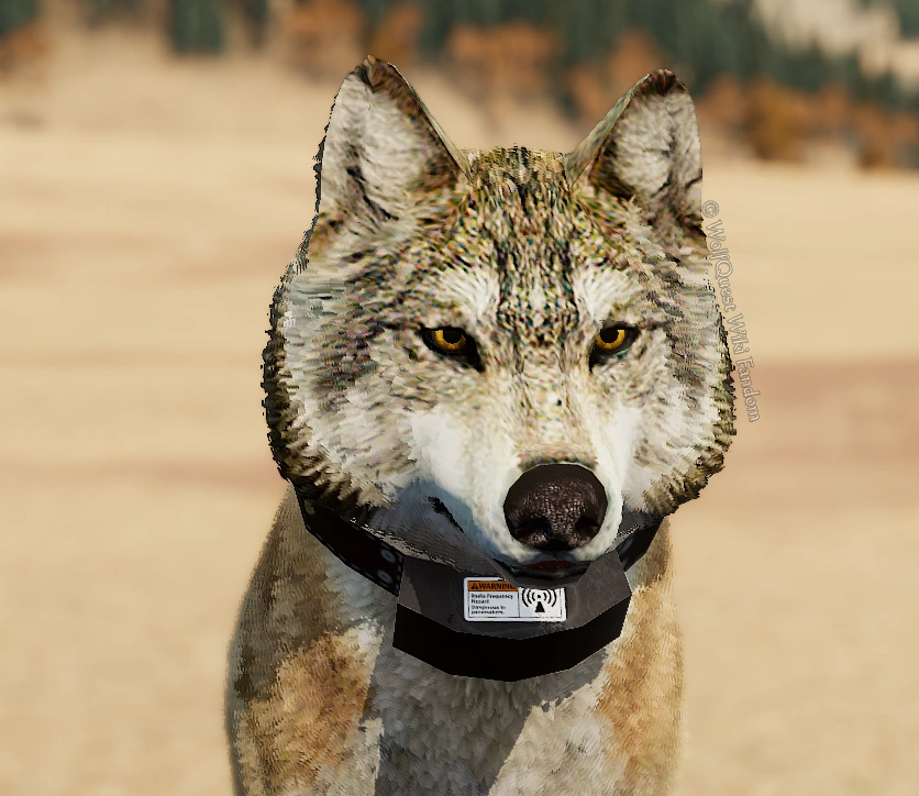Save Repository | WolfQuest Wolves Wiki | Fandom