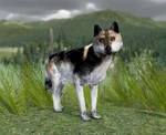 Building Character | WolfQuest Wiki | Fandom