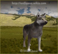 Blacktail Deer Plateau Coats | WolfQuest Wiki | Fandom