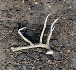 Elk Antler | WolfQuest Wiki | Fandom
