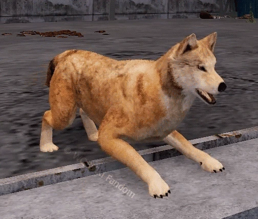 Animation | WolfQuest Wiki | Fandom