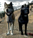 Customization | WolfQuest Wiki | Fandom