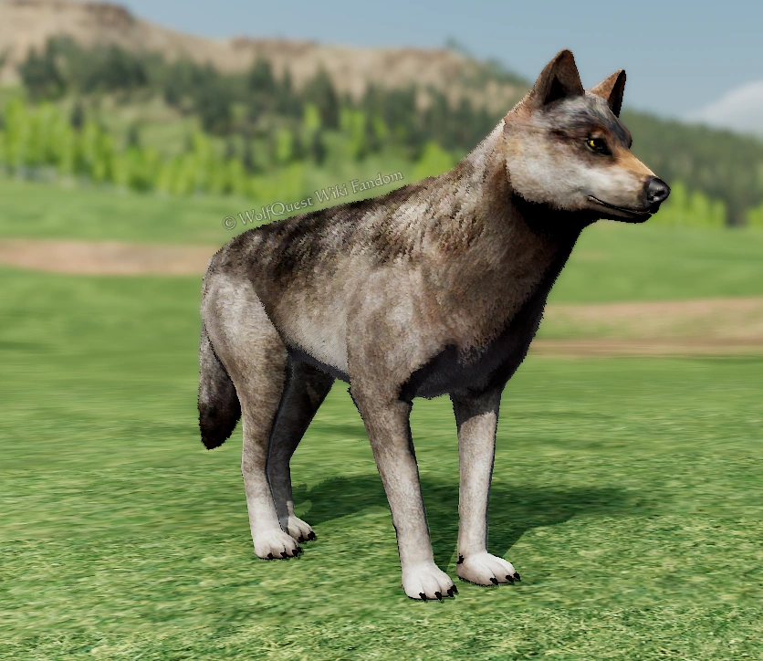 Lamar Canyon Coats | WolfQuest Wiki | Fandom