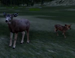 Mule deer | WolfQuest Wiki | Fandom