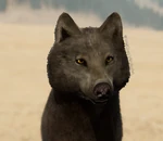 Blacktail Deer Plateau Coats | WolfQuest Wiki | Fandom