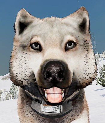 Wolves of the Lost River Pack | WolfQuest Wiki | Fandom