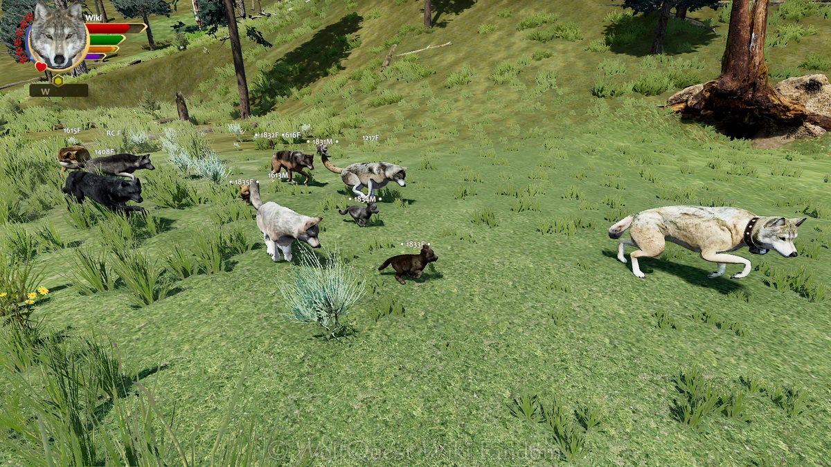 Playful Trot | WolfQuest Wiki | Fandom