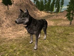 Customization | WolfQuest Wiki | Fandom