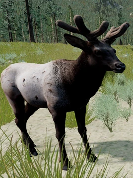 Elk | WolfQuest Wiki | Fandom