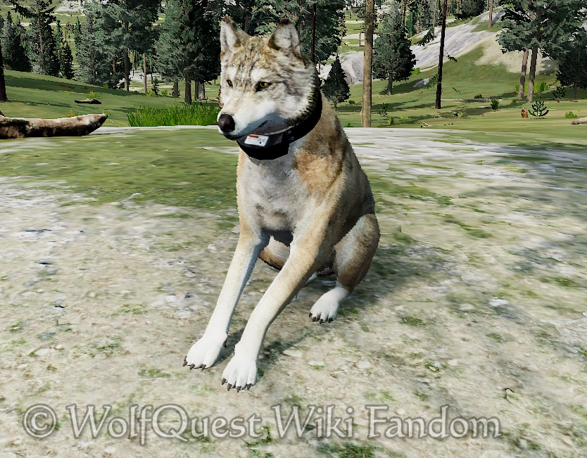Rest | WolfQuest Wiki | Fandom
