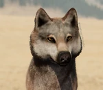 Blacktail Deer Plateau Coats | WolfQuest Wiki | Fandom