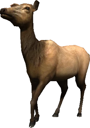 Elk | WolfQuest Wiki | Fandom