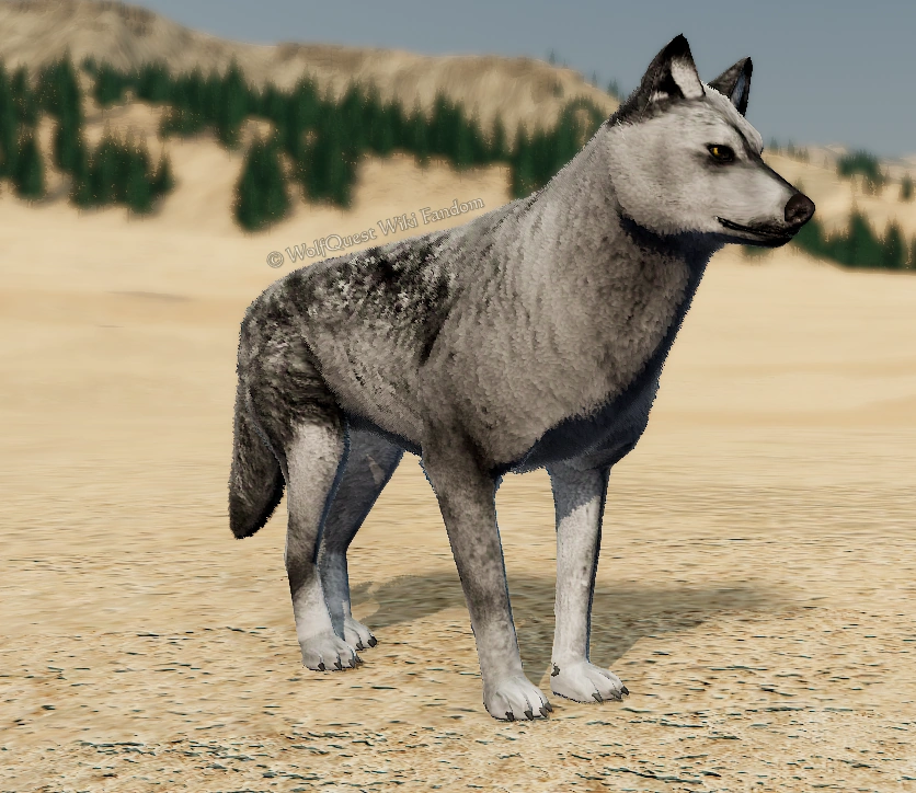 Hall of Fame Coats | WolfQuest Wiki | Fandom
