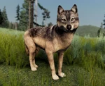 Yellowstone Wolf Coats | WolfQuest Wiki | Fandom