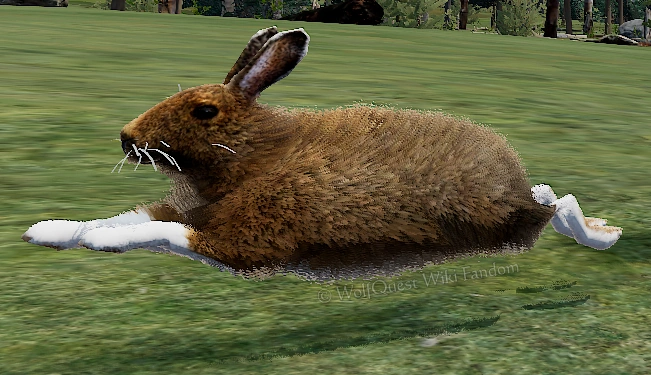 Snowshoe Hare Summer
