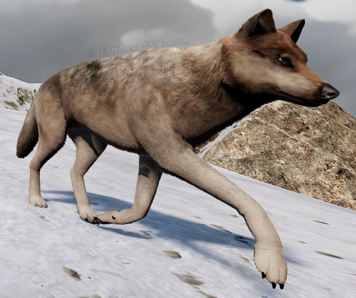 Wolves of the Lucky Pack | WolfQuest Wiki | Fandom