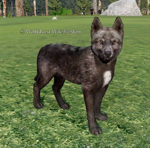 Gray wolf pup: Coats Gallery | WolfQuest Wiki | Fandom