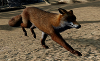 Red Fox | WolfQuest Wiki | Fandom