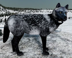 Pregnant Wolf Giving Birth
