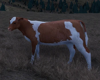 Domestic cattle calf | WolfQuest Wiki | Fandom