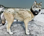 Customization | WolfQuest Wiki | Fandom