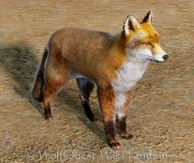 Red fox | WolfQuest Wiki | Fandom