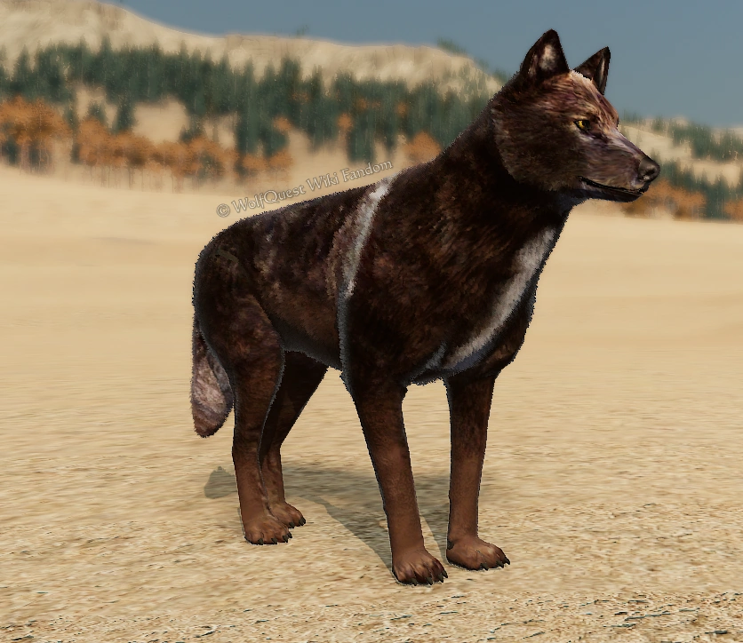 Beauteous Blacks Coats | WolfQuest Wiki | Fandom