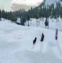 Den Sites: Hellroaring Mountain | WolfQuest Wiki | Fandom