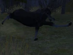 Floppy | WolfQuest Wiki | Fandom