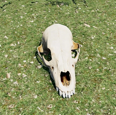 Grizzly skull | WolfQuest Wiki | Fandom