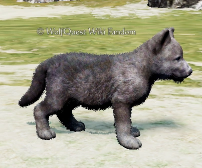 Gray wolf pup: Coats | WolfQuest Wiki | Fandom