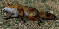 Red fox | WolfQuest Wiki | Fandom