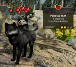 Dispersal wolf | WolfQuest Wiki | Fandom