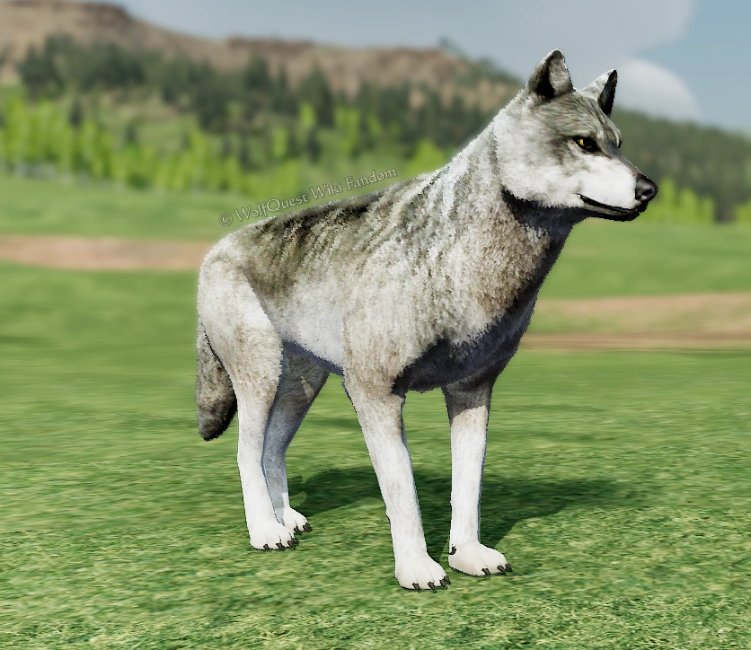 Cool Coats | WolfQuest Wiki | Fandom