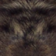Founders Coats | WolfQuest Wiki | Fandom