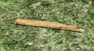 Stick | WolfQuest Wiki | Fandom