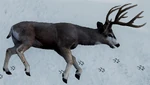 Mule deer | WolfQuest Wiki | Fandom