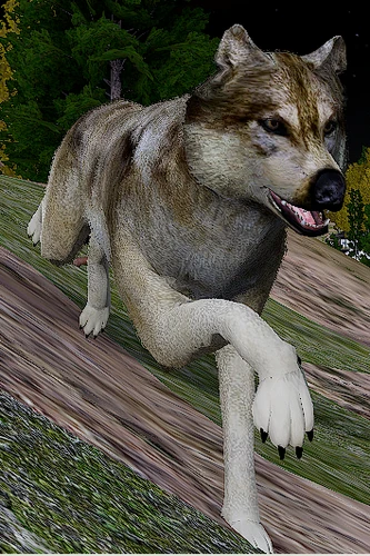 Wolves of the Elevation Pack | WolfQuest Wiki | Fandom