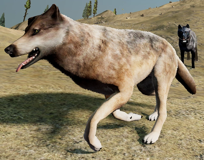 Van Winkle Pack | WolfQuest Wiki | Fandom