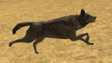 Black Wolf Running Gif