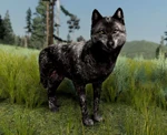 Yellowstone Wolf Coats | WolfQuest Wiki | Fandom