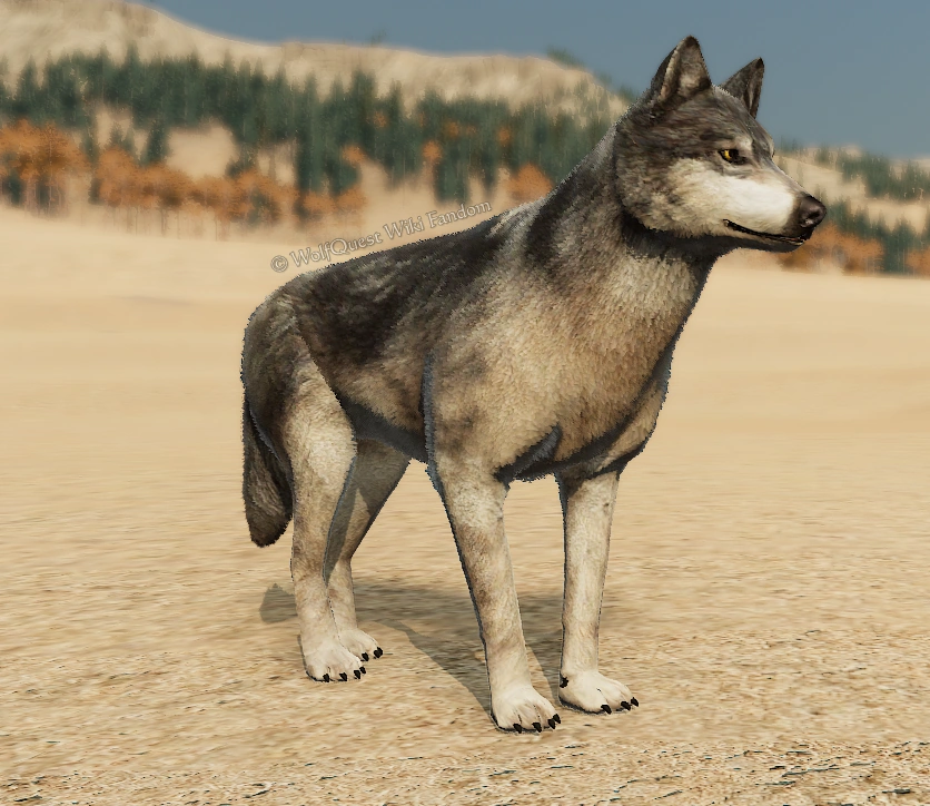 Gorgeous Grays Coats | WolfQuest Wiki | Fandom