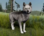 Yellowstone Wolf Coats | WolfQuest Wiki | Fandom