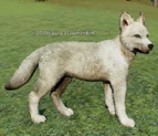 White pup | WolfQuest Wiki | Fandom