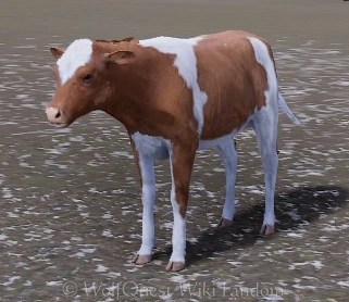 Domestic cattle calf | WolfQuest Wiki | Fandom