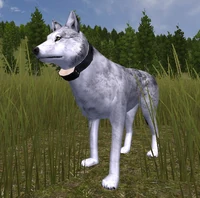 Android | WolfQuest Wiki | Fandom