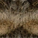 Hall of Fame Coats | WolfQuest Wiki | Fandom